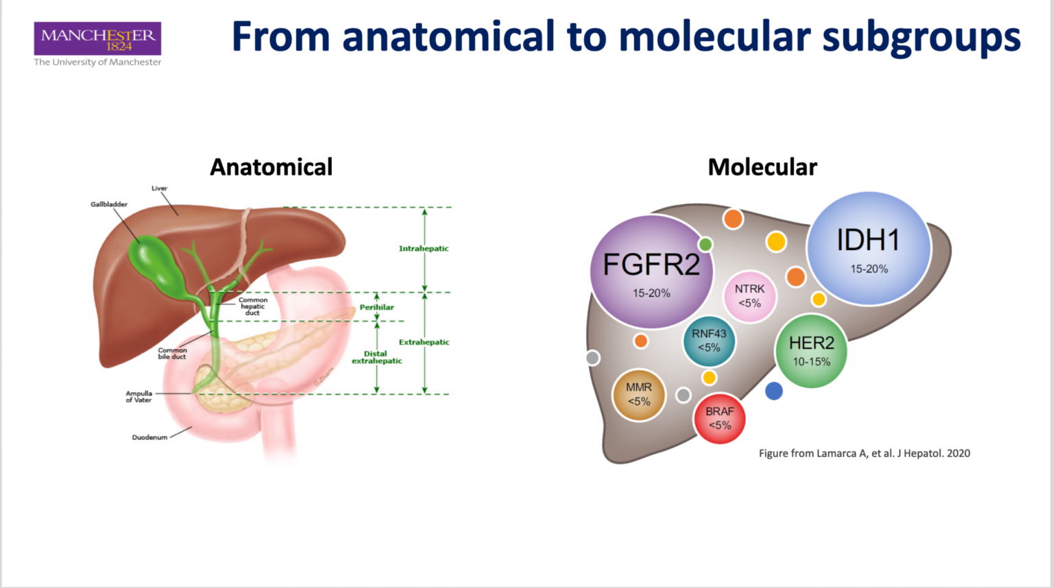 Molecular Profiling and Targeted Therapies - AMMF