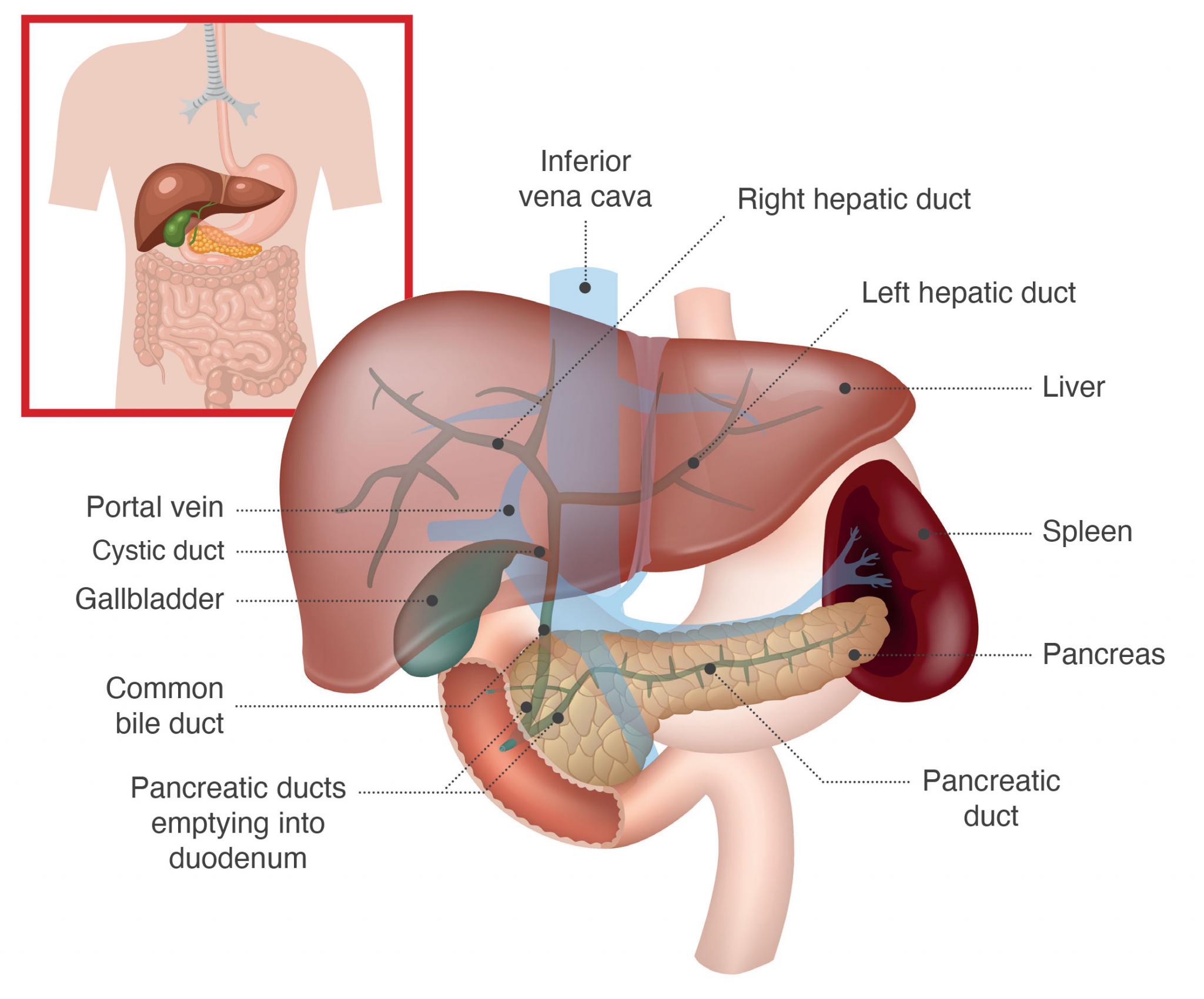 About Cholangiocarcinoma | What is Cholangiocarcinoma?